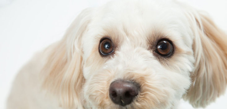 对一只17岁的混种犬的乳腺肿瘤使用科尔迪后肿瘤缩小的案例＜Cordy Research Laboratory＞